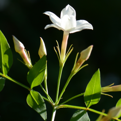 Jasmine (Jasminum Officinale) Plant Care & How to Grow, Water