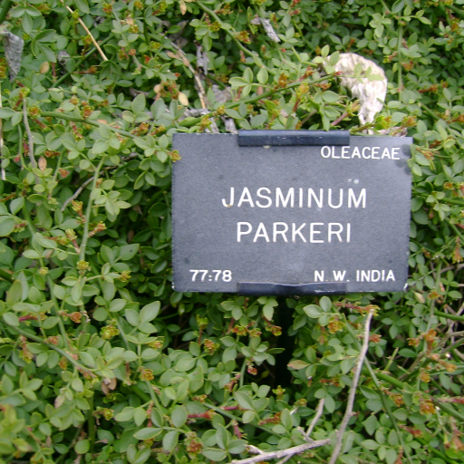 Jasminum Parkeri Plant Care & How to Grow, Water