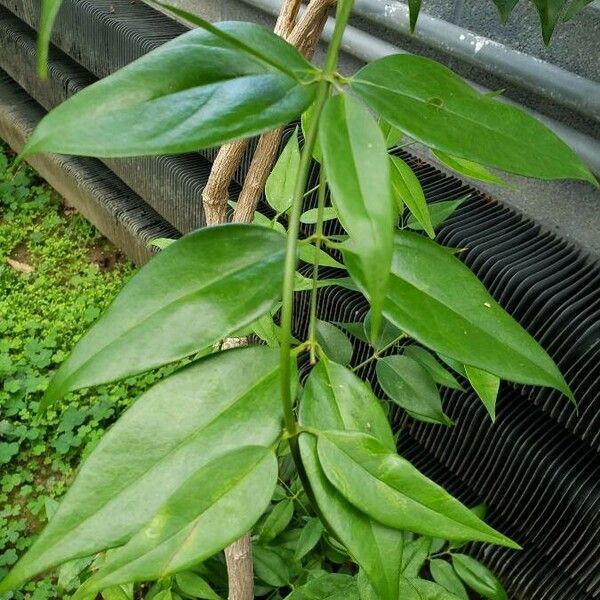 Australian Wax Jasmine (Jasminum Simplicifolium) Plant Care & How to ...