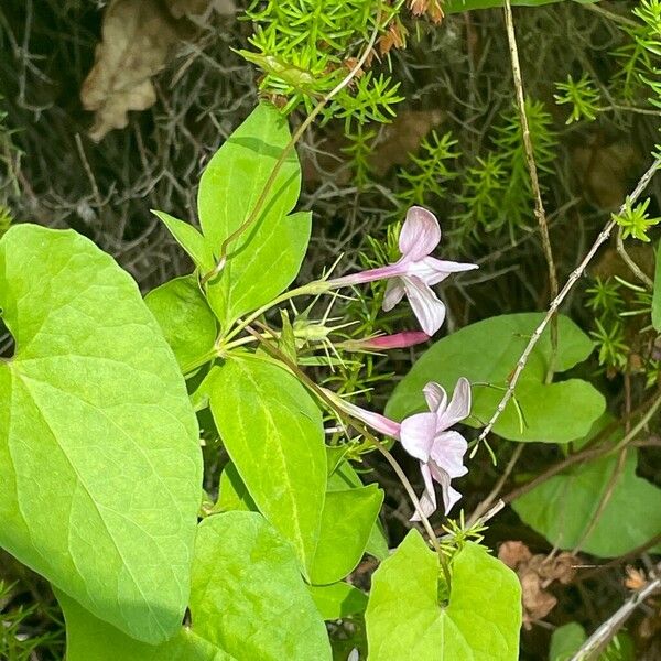 Jasminum × Stephanense Care Guide: Water, Soil & Propagation - Plantiary