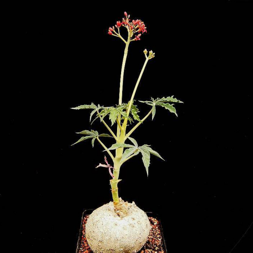 Jicamilla (Jatropha Cathartica) Plant Care & How to Grow, Water