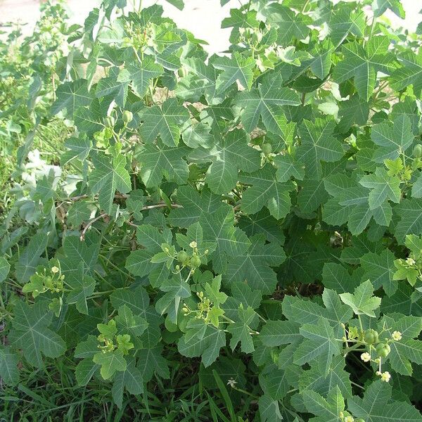 Jatropha Chevalieri Plant Care & How to Grow, Water