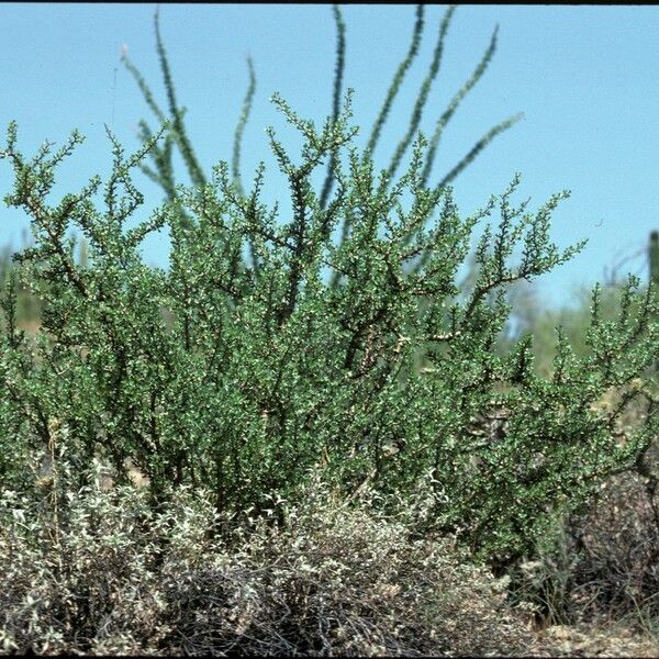 Arum Plant Care & How to Grow, Water