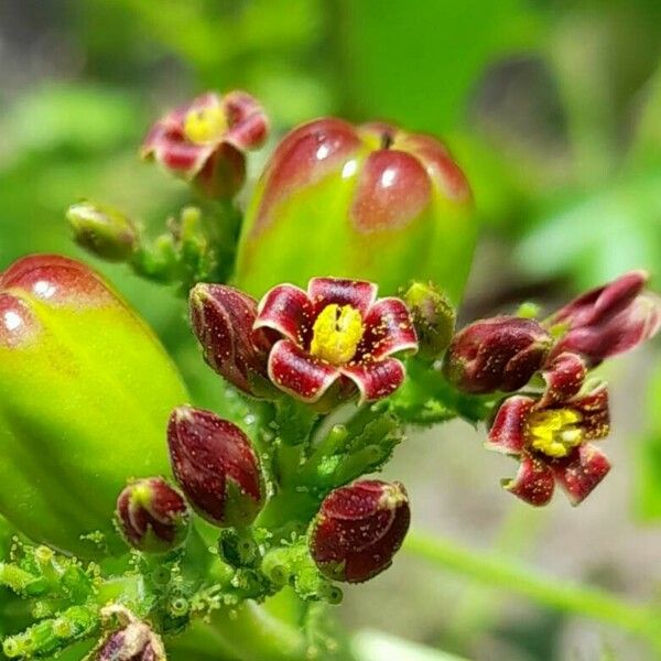 Jatropha Excisa Plant Care & How to Grow, Water