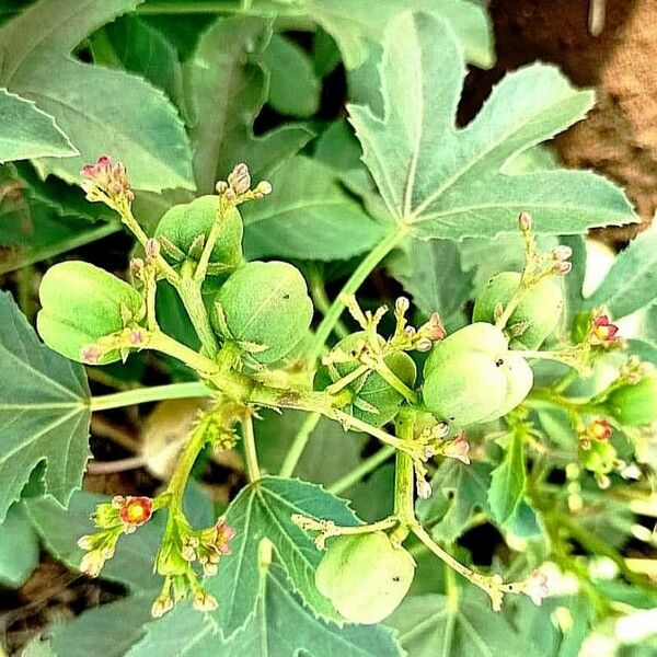 Jatropha Glauca Plant Care & How to Grow, Water
