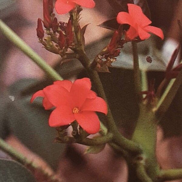 Jatropha Macrantha Plant Care & How to Grow, Water