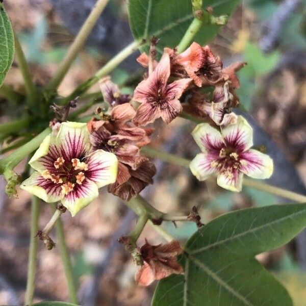 Jatropha Mahafalensis Care Guide: Water, Soil & Propagation - Plantiary