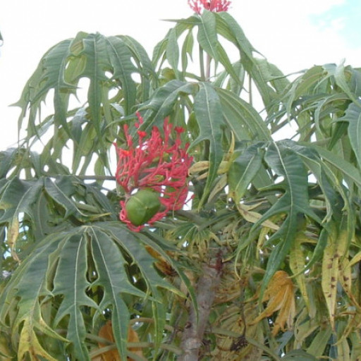 Coralbush (Jatropha Multifida) Plant Care & How to Grow, Water
