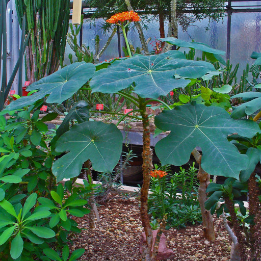 Buddha Belly (Jatropha Podagrica) Plant Care & How to Grow, Water