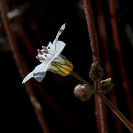 Foothill Jepsonia (Jepsonia Heterandra) Plant Care & How to Grow, Water