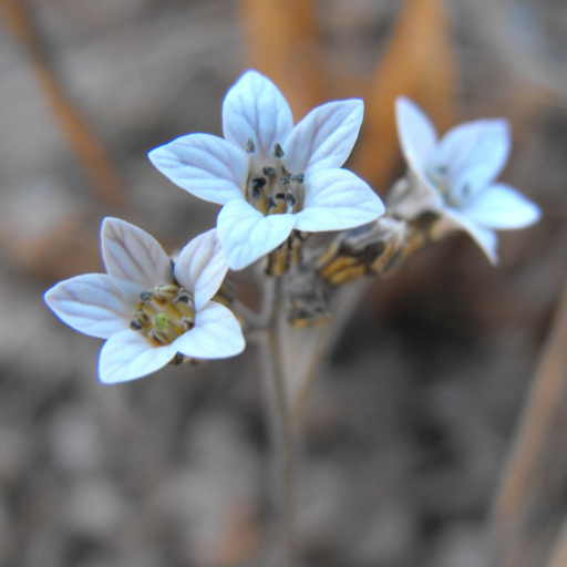 Parry's Jepsonia (Jepsonia Parryi) Plant Care & How to Grow, Water