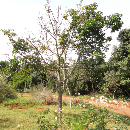 Arara Nut-tree (Joannesia Princeps) Plant Care & How to Grow, Water