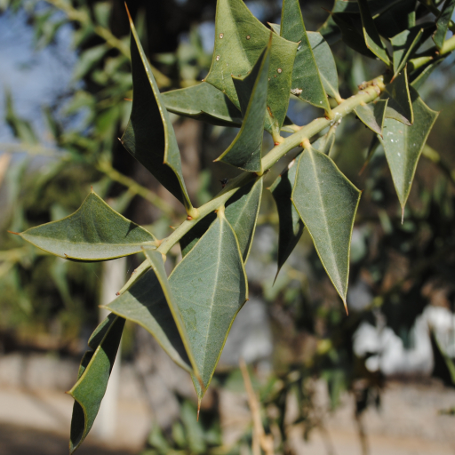 Sombra De Toro (Jodina Rhombifolia) Plant Care & How to Grow, Water