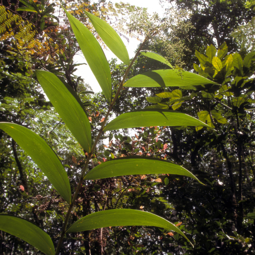 Joinvillea Plicata Care Guide: Water, Soil & Propagation - Plantiary