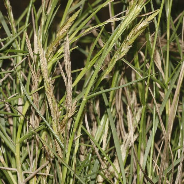 Camel Thorn (Vachellia Erioloba) Plant Care & How to Grow, Water