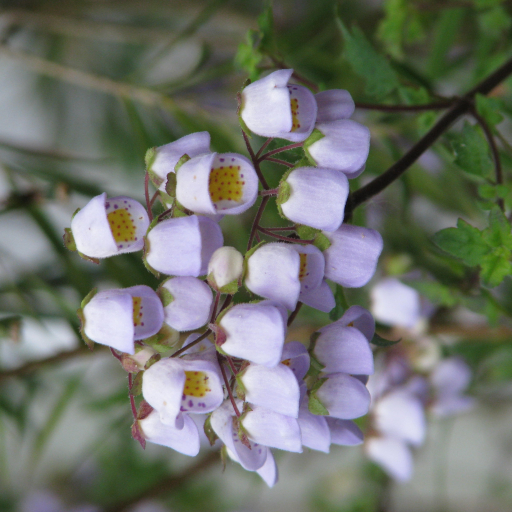 Violet Slipper Flower (Jovellana Violacea) Plant Care & How to Grow, Water