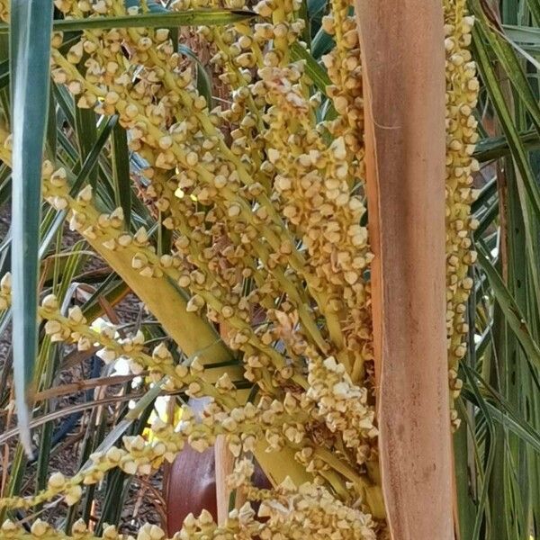 Kaffir Palm (Jubaeopsis Caffra) Plant Care & How to Grow, Water