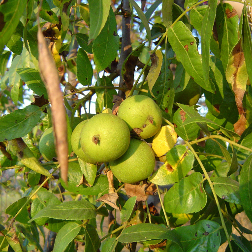 California Black Walnut (Juglans Californica) Care Guide: Water, Soil ...