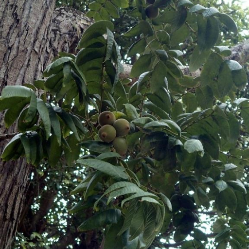 Andean Walnut Plant Care & How to Grow, Water