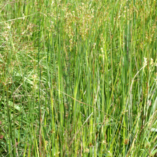 Sharp-flowered Rush (Juncus Acutiflorus) Plant Care & How to Grow, Water