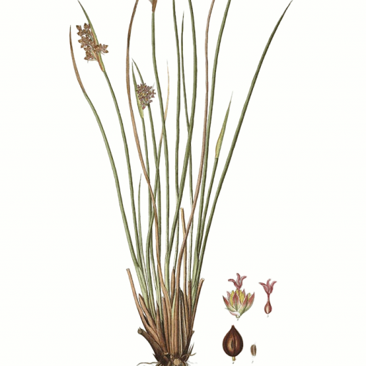 Spiny Rush (Juncus Acutus) Plant Care & How to Grow, Water
