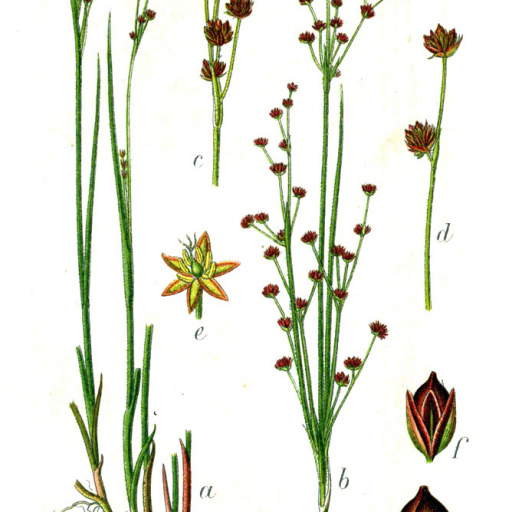 Alpine Rush (Juncus Alpinoarticulatus) Plant Care & How to Grow, Water