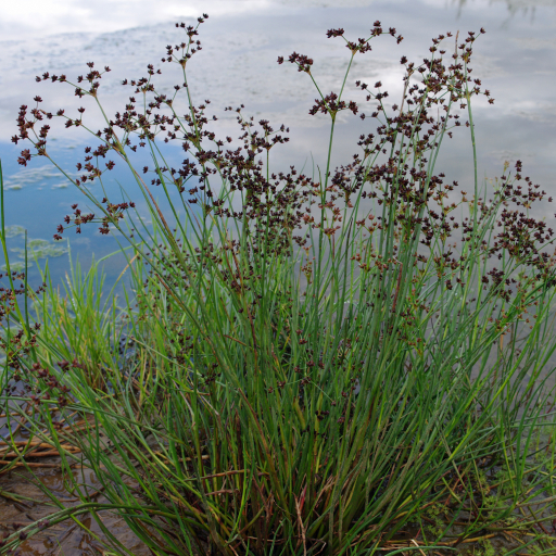Joint-Leaf Rush (Juncus Articulatus) Plant Care & How to Grow, Water