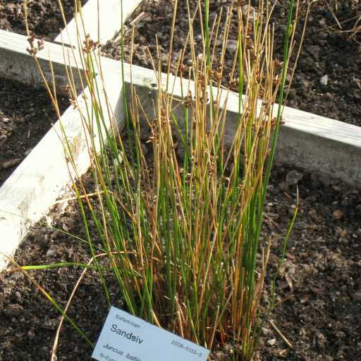 Baltic Rush (Juncus Balticus) Plant Care & How to Grow, Water