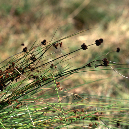 Bolander's Rush (Juncus Bolanderi) Plant Care & How to Grow, Water