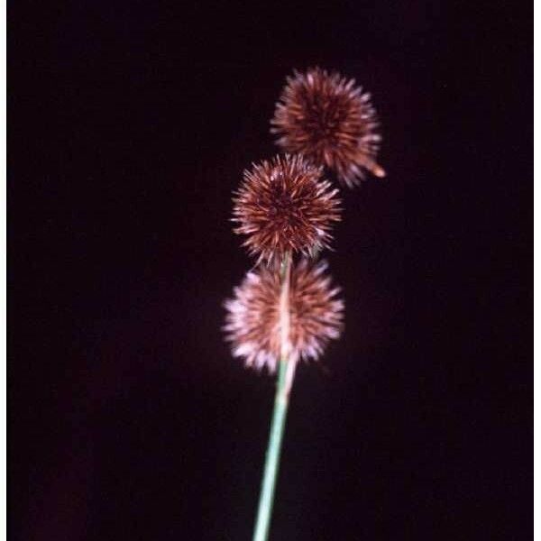 White-Root Rush (Juncus Brachycarpus) Plant Care & How to Grow, Water