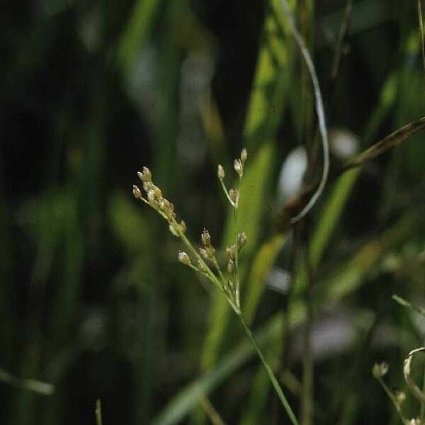 Small-Head Rush (Juncus Brachycephalus) Plant Care & How to Grow, Water