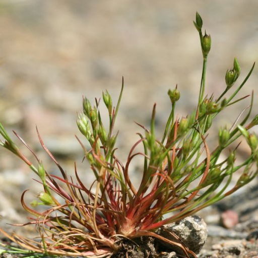 Toad Rush (Juncus Bufonius) Plant Care & How to Grow, Water