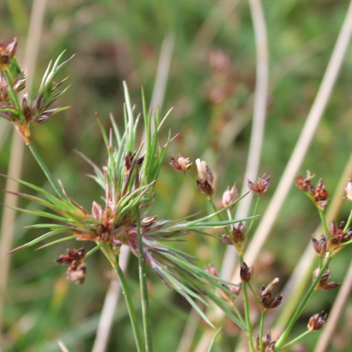 Bulbous Rush (Juncus Bulbosus) Plant Care & How to Grow, Water