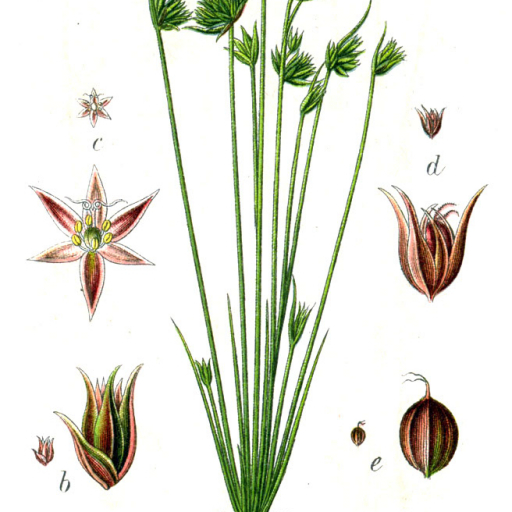 Dwarf Rush (Juncus Capitatus) Plant Care & How to Grow, Water