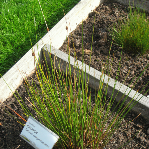 Compact Rush (Juncus Conglomeratus) Plant Care & How to Grow, Water