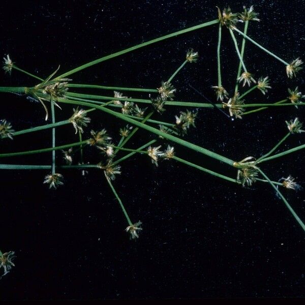 Slim-Pod Rush (Juncus Diffusissimus) Plant Care & How to Grow, Water