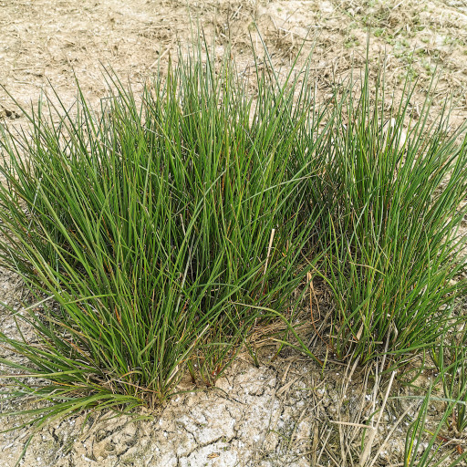 Common Rush (Juncus Effusus) Plant Care & How to Grow, Water