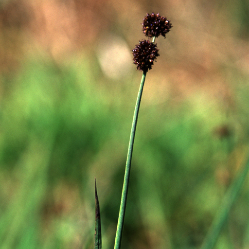 Sword-leaved Rush (Juncus Ensifolius) Plant Care & How to Grow, Water