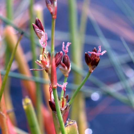 Juncus Heterophyllus Plant Care & How to Grow, Water