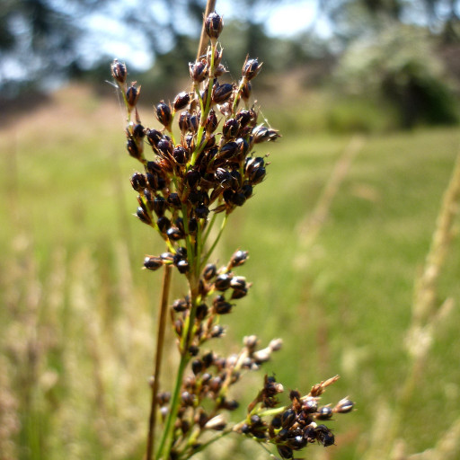 European Meadow Rush (Juncus Inflexus) Plant Care & How to Grow, Water