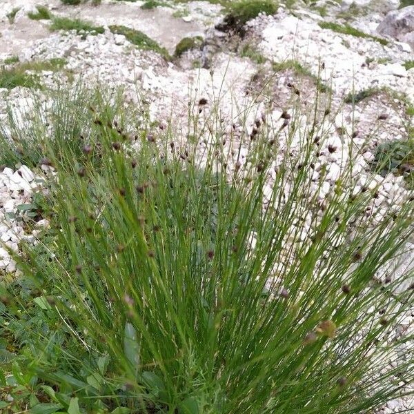 Juncus Monanthos Care Guide: Water, Soil & Propagation - Plantiary