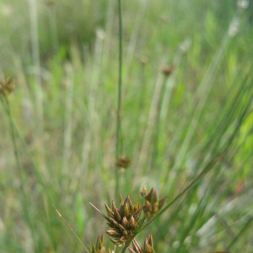 Western Rush (Juncus Occidentalis) Plant Care & How to Grow, Water