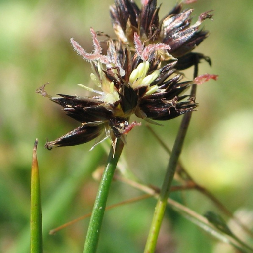 Brownhead Rush (Juncus Phaeocephalus) Plant Care & How to Grow, Water