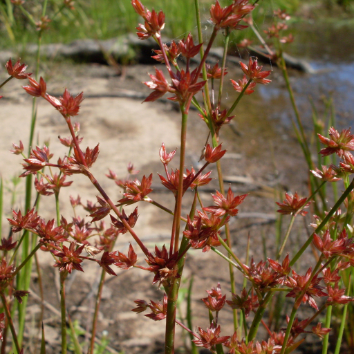 Branching Rush (Juncus Prismatocarpus) Plant Care & How to Grow, Water