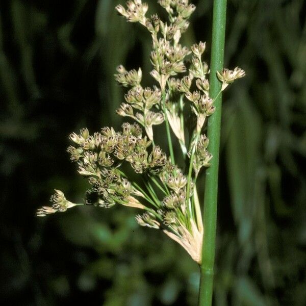 Juncus Procerus Plant Care & How to Grow, Water