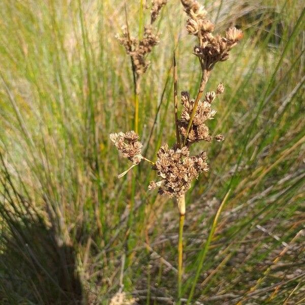 Salt Rush (Juncus Rigidus) Care Guide: Water, Soil & Propagation ...