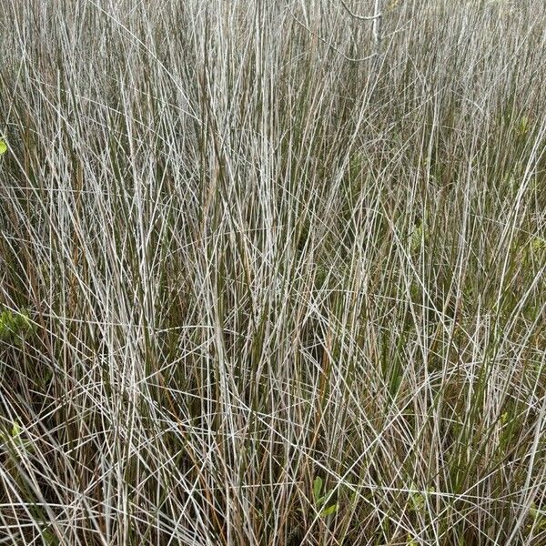 Needlegrass Rush (Juncus Roemerianus) Plant Care & How to Grow, Water