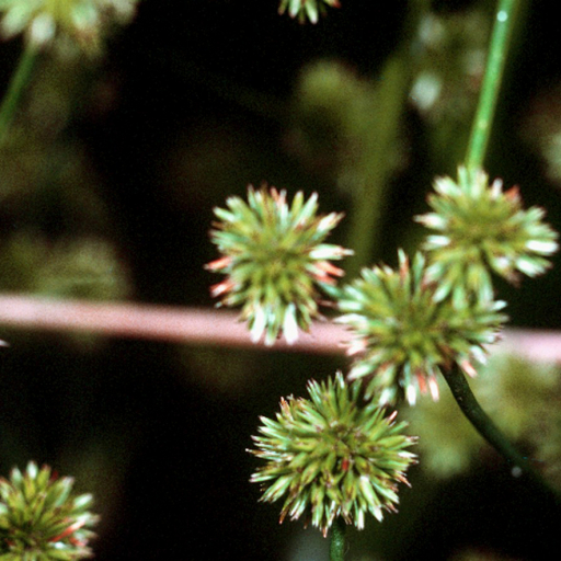 Needlepod Rush (Juncus Scirpoides) Plant Care & How to Grow, Water