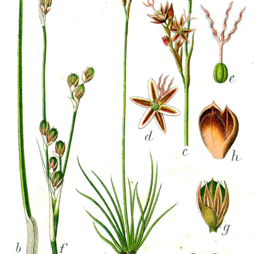 Heath Rush (Juncus Squarrosus) Plant Care & How to Grow, Water