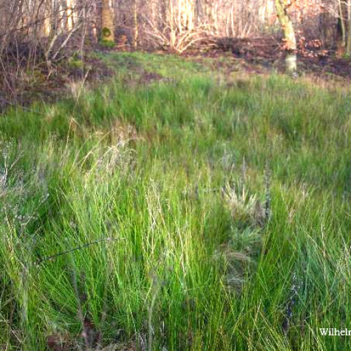Bluntflower Rush (Juncus Subnodulosus) Plant Care & How to Grow, Water